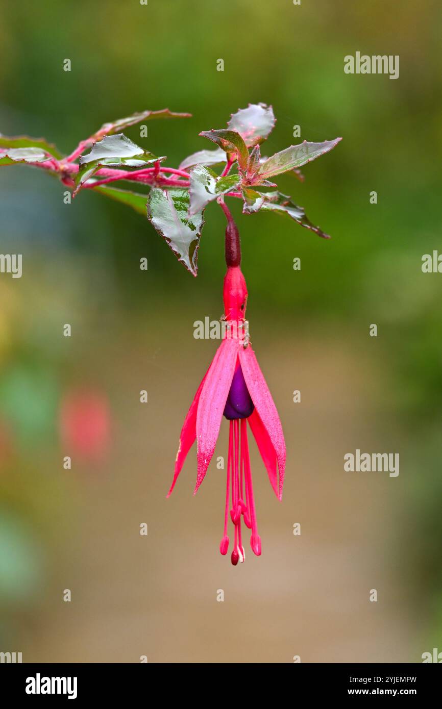 Red and purple autumn flowers of hardy Fuchsia magellanica in UK garden ...