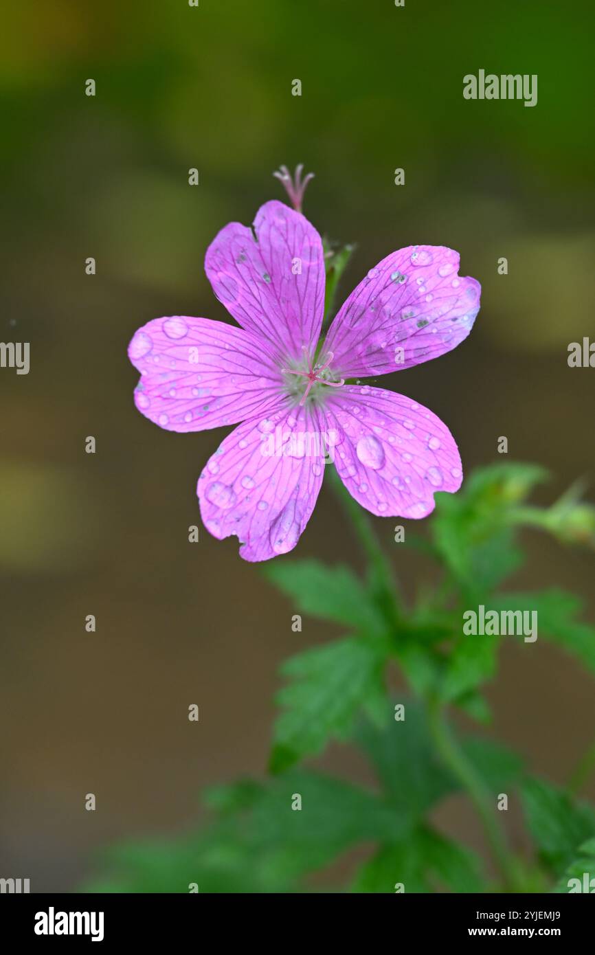 Pink autumn flower of hardy cranesbill or Geranium endressii UK garden ...