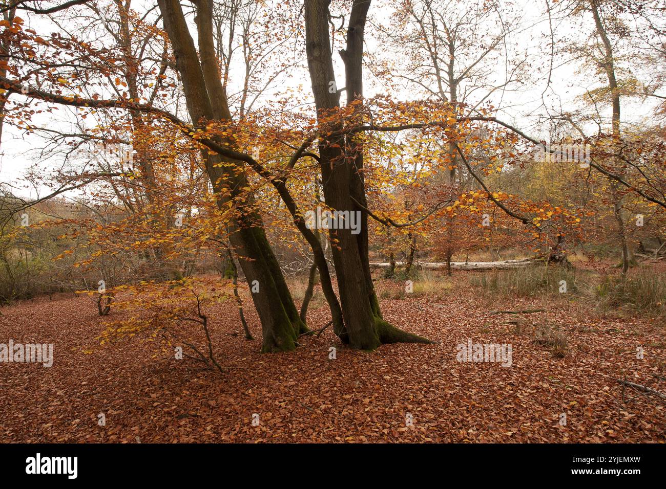 Wake Valley Epping Forest Stock Photo - Alamy