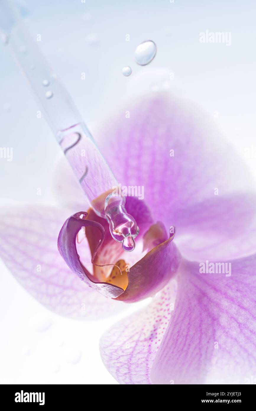 Close-Up of Pipette Dropping Liquid on Orchid Flower. Skincare Concept ...