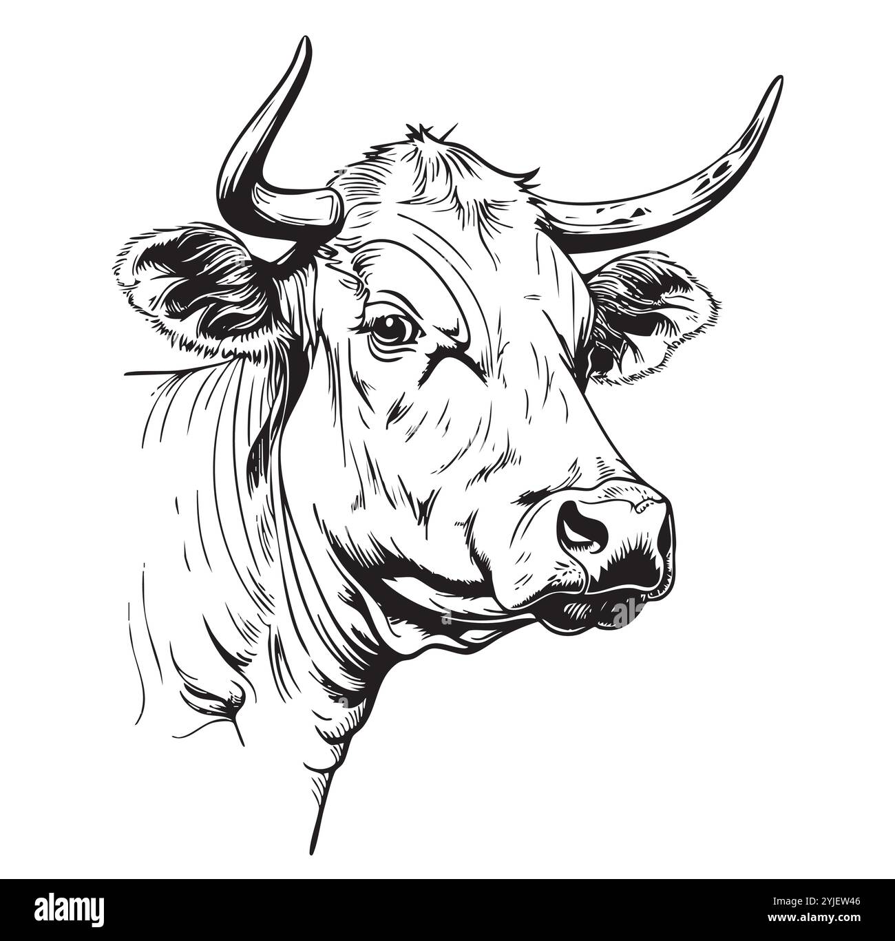 Cow head drawing hi-res stock photography and images - Alamy