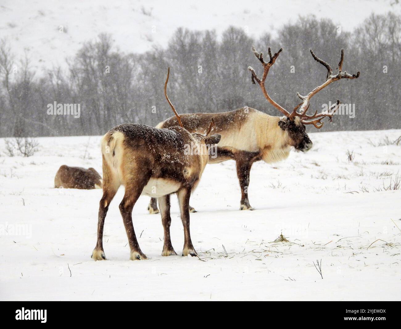 The reindeer (Rangifer tarandus) is a species of mammal in the deer ...