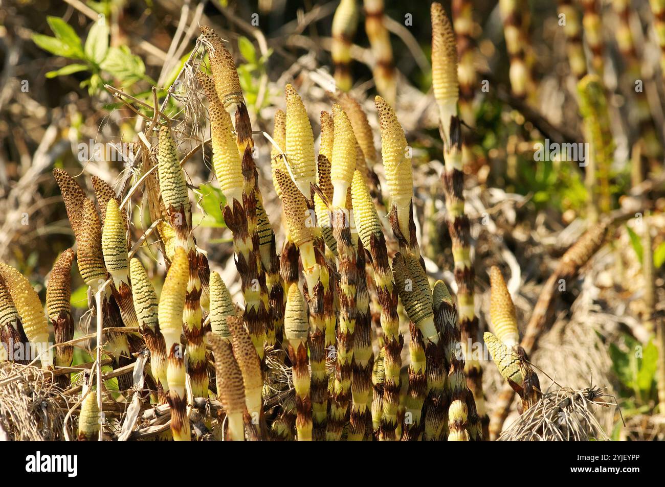 Fertile stems of the Field Horsetail or Common Horsetail (Equisetum ...