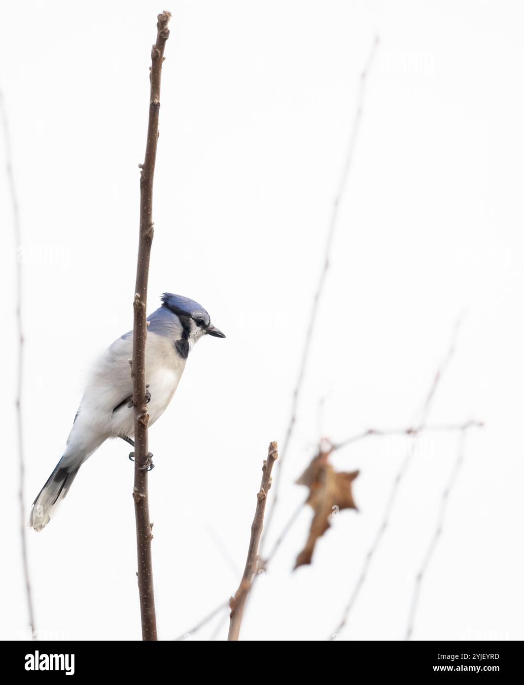 Blue jay background hi-res stock photography and images - Alamy