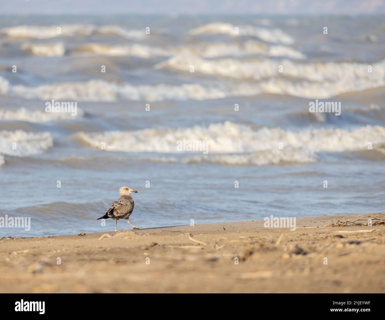 Lone seagull walking along a windy beach near rough water Stock Photo ...