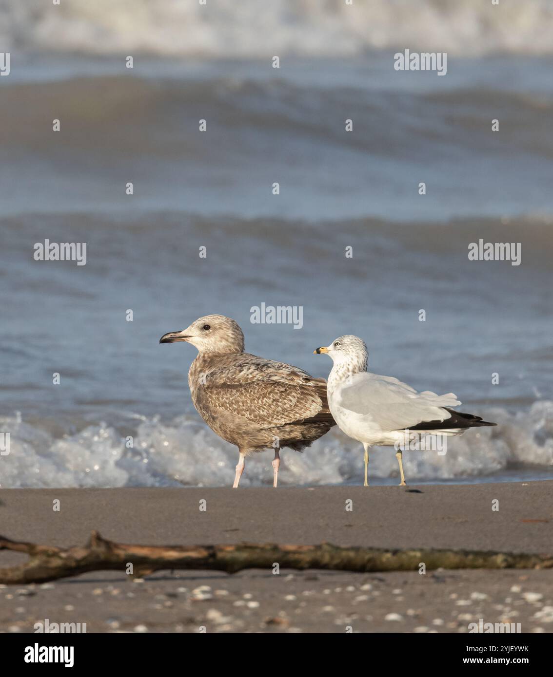 Male and female ring-billed gulls on a beach by waves Stock Photo - Alamy