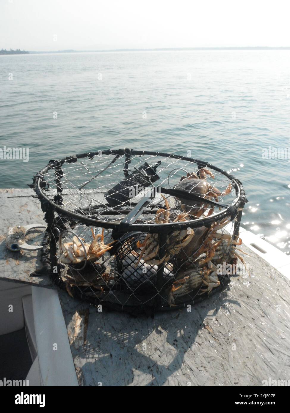 Dungeness crab pot hi-res stock photography and images - Alamy