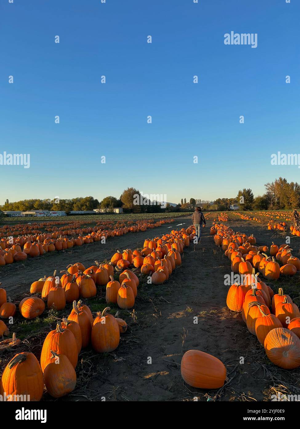 Washington pumpkin hi-res stock photography and images - Alamy