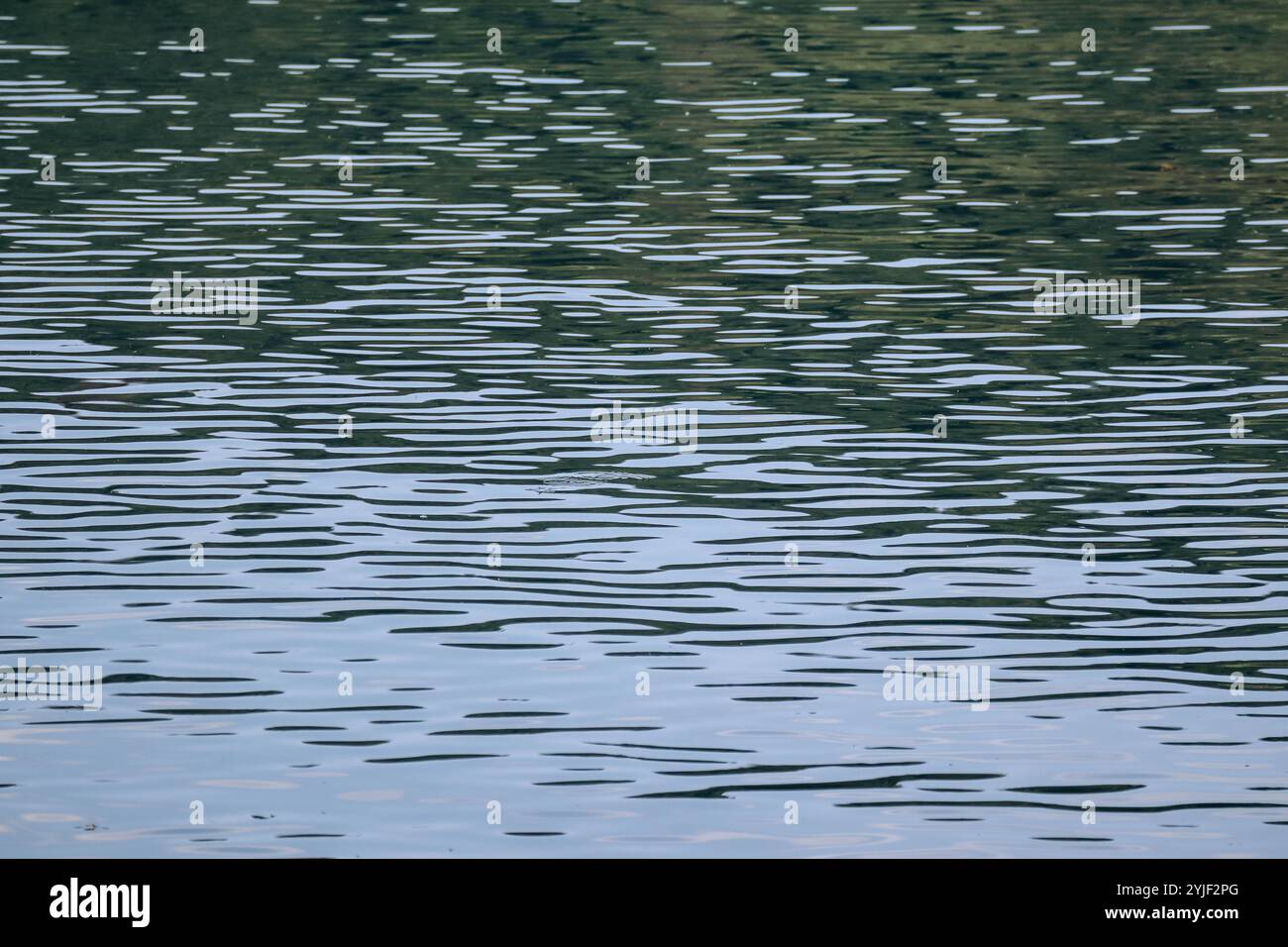 Beautiful surface of the Gour de Tazenat, a volcanic lake in Auvergne ...