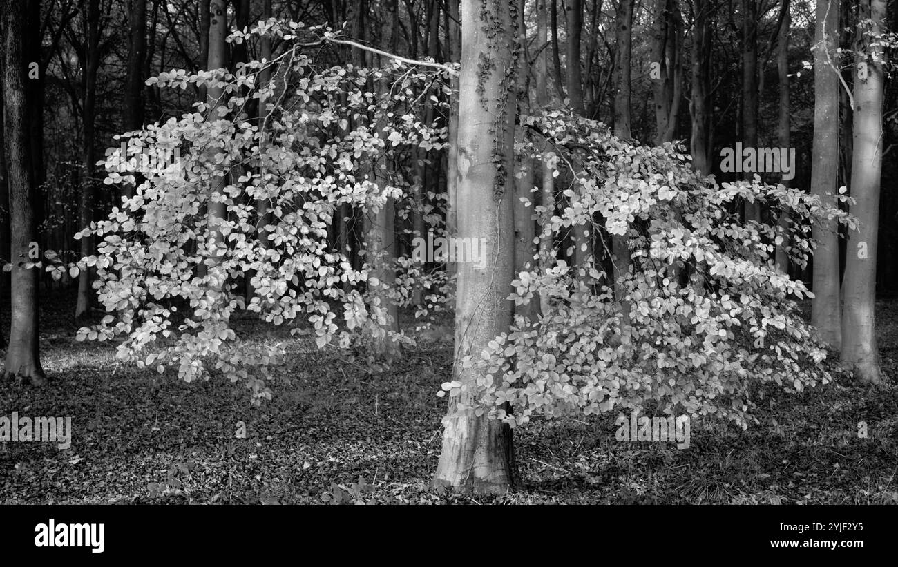Autumn beech tree leaves Black and White Stock Photos & Images - Alamy
