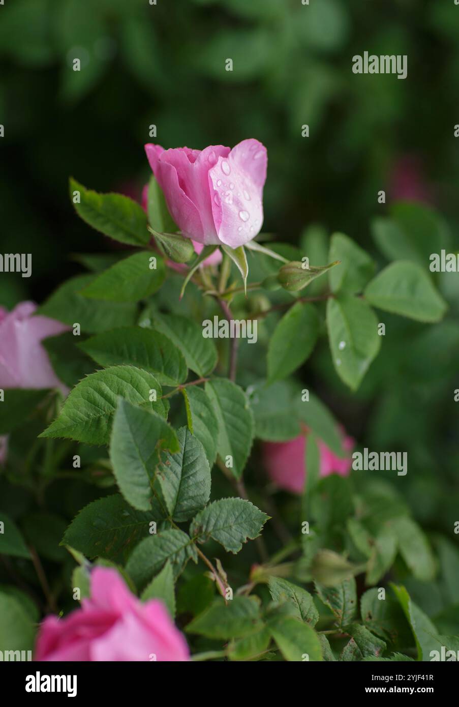 Raine season hi-res stock photography and images - Alamy