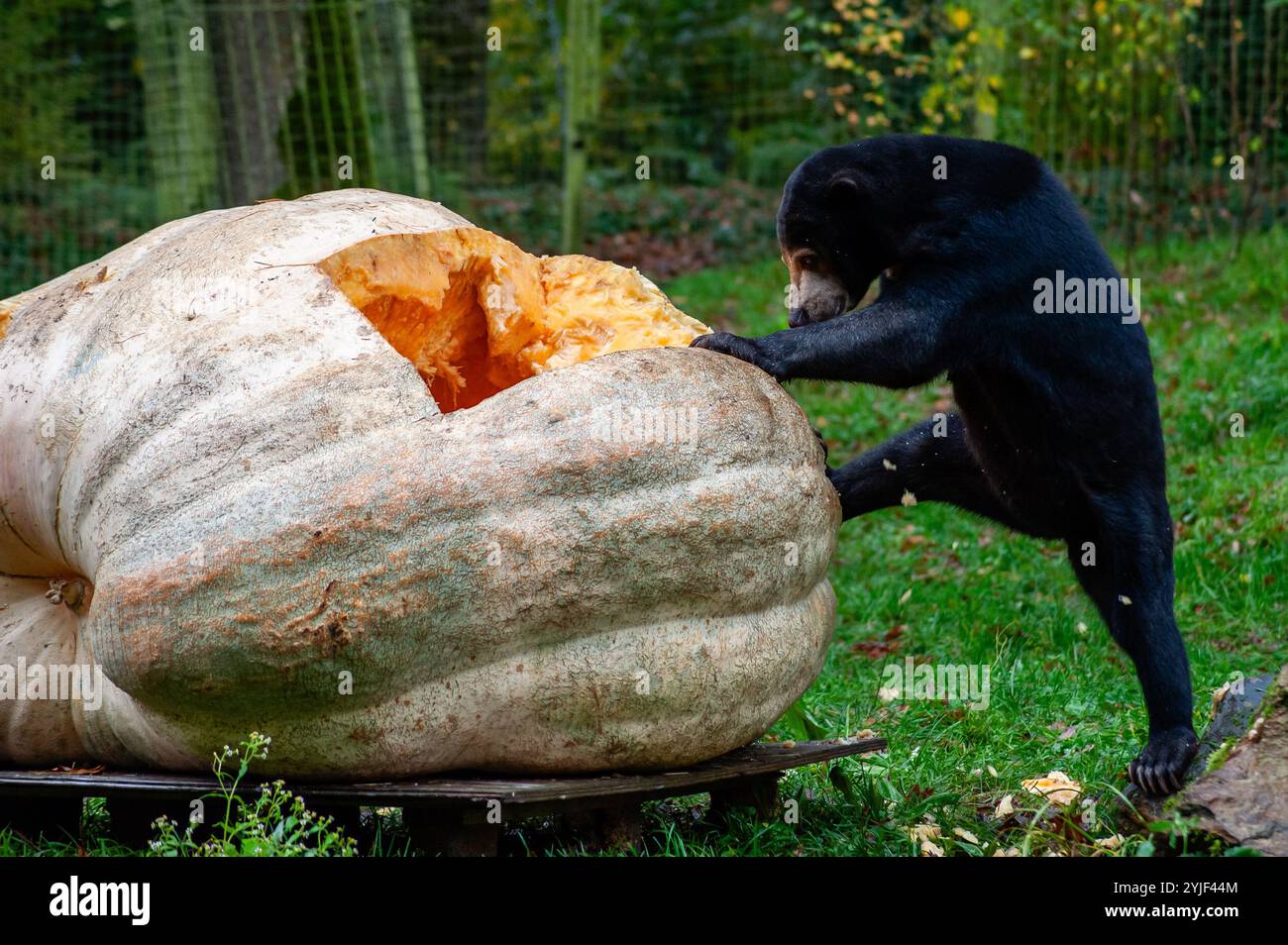 Dexterous claws hi-res stock photography and images - Alamy