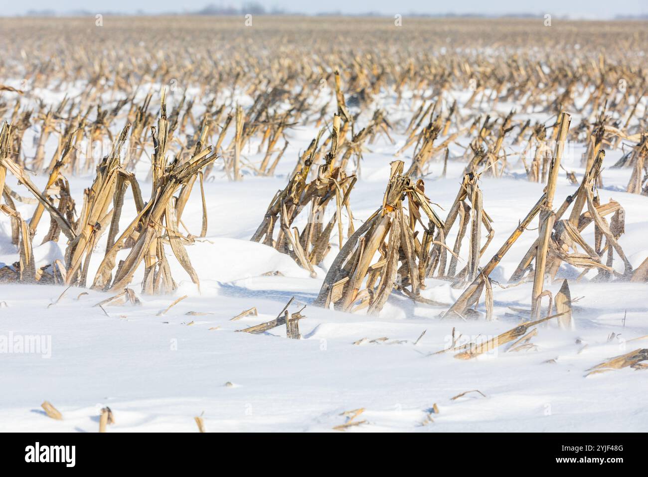 Cornfield in winter with blowing snow creating snow drifts. Farming ...