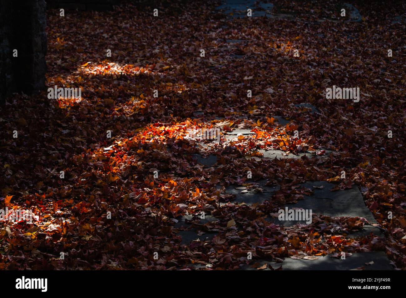 Autumn Leaves - 2024 Stock Photo - Alamy