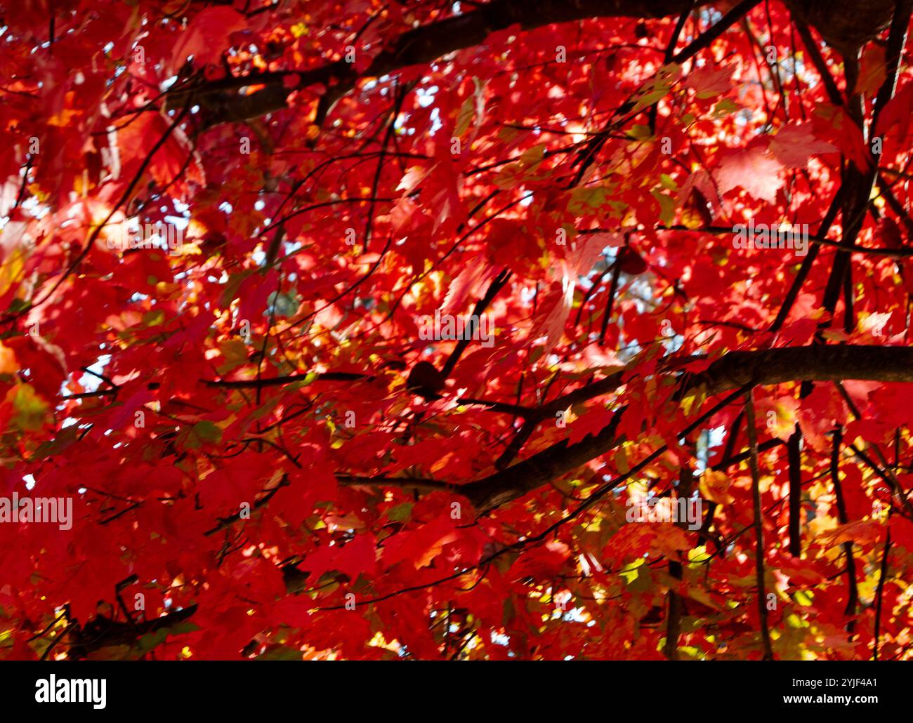 Autumn Leaves - 2024 Stock Photo - Alamy