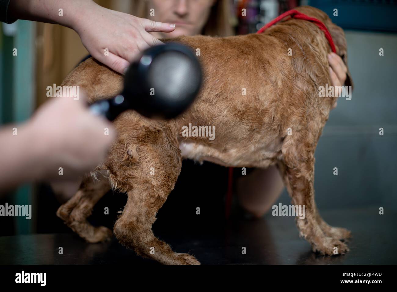 A Thorough Veterinary Examination of a Dog Utilizing Various Grooming ...