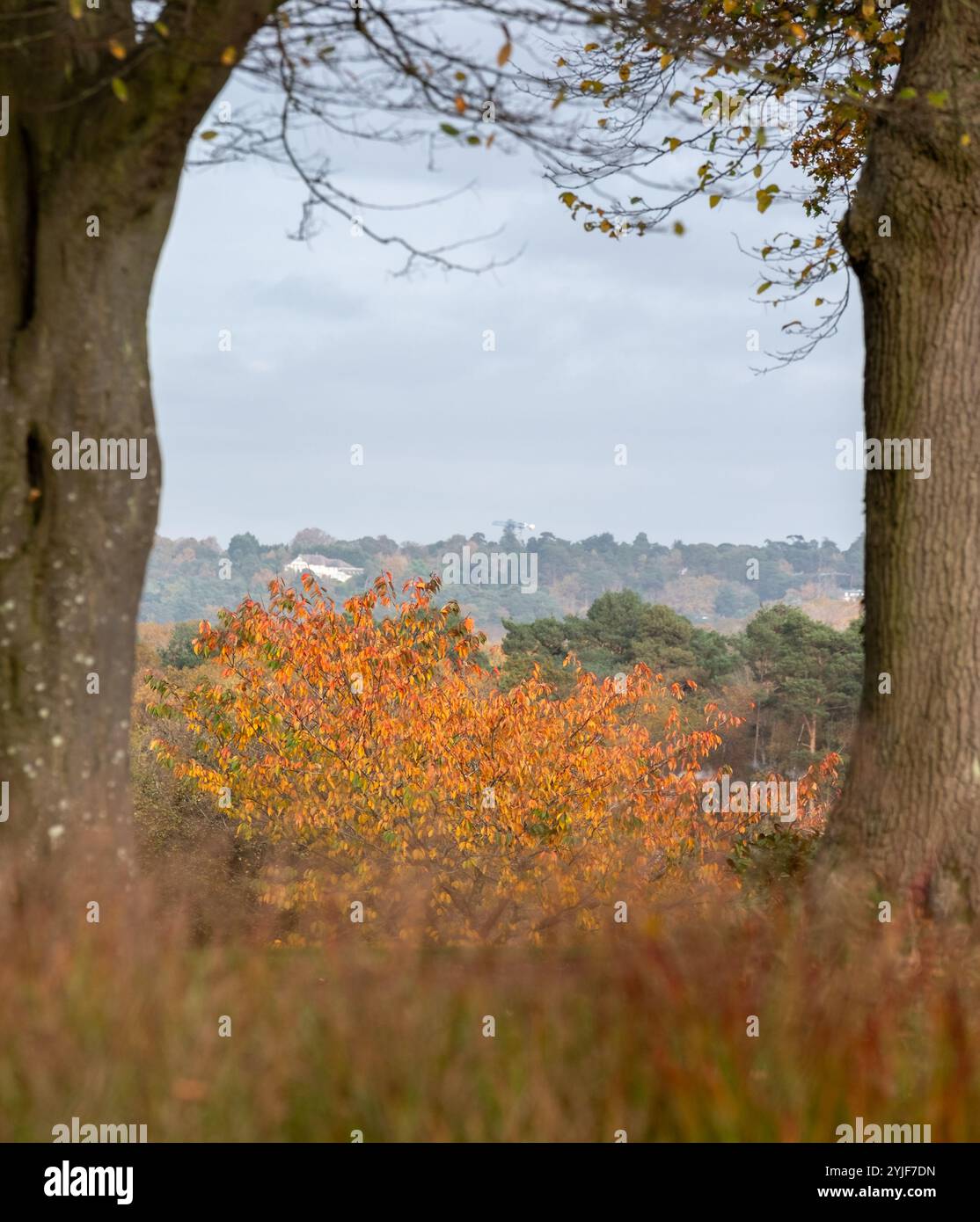Stunning deep autumn colours on display at RHS Wisley garden, Woking ...