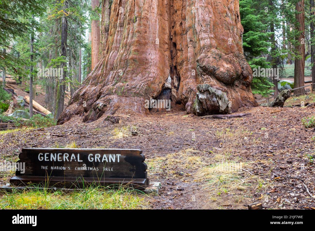 Famous General Grant Sequoiadendron giganteum Giant Sequoia National Christmas Tree Redwood ...