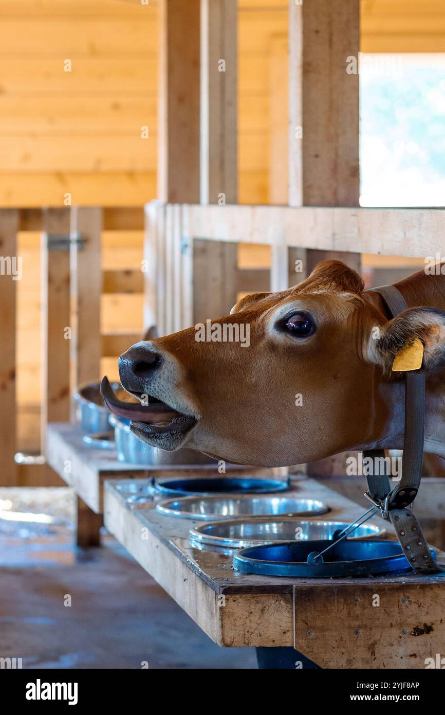 Close-up portrait of funny cow stuck out his tongue. Dairy eco farm ...