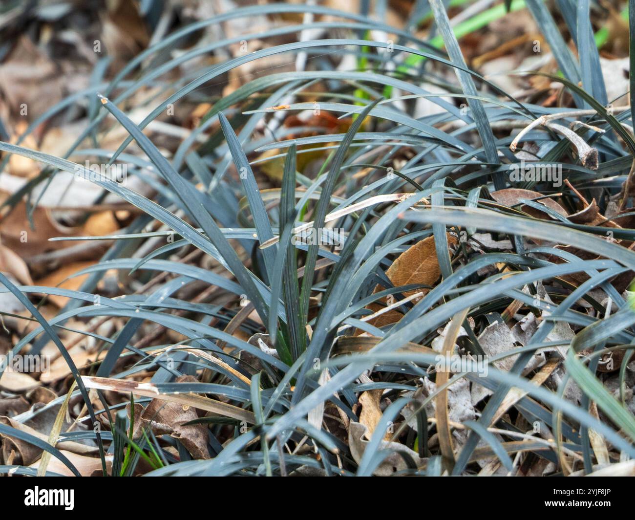 Black Mondo Grass in a garden edge Stock Photo - Alamy
