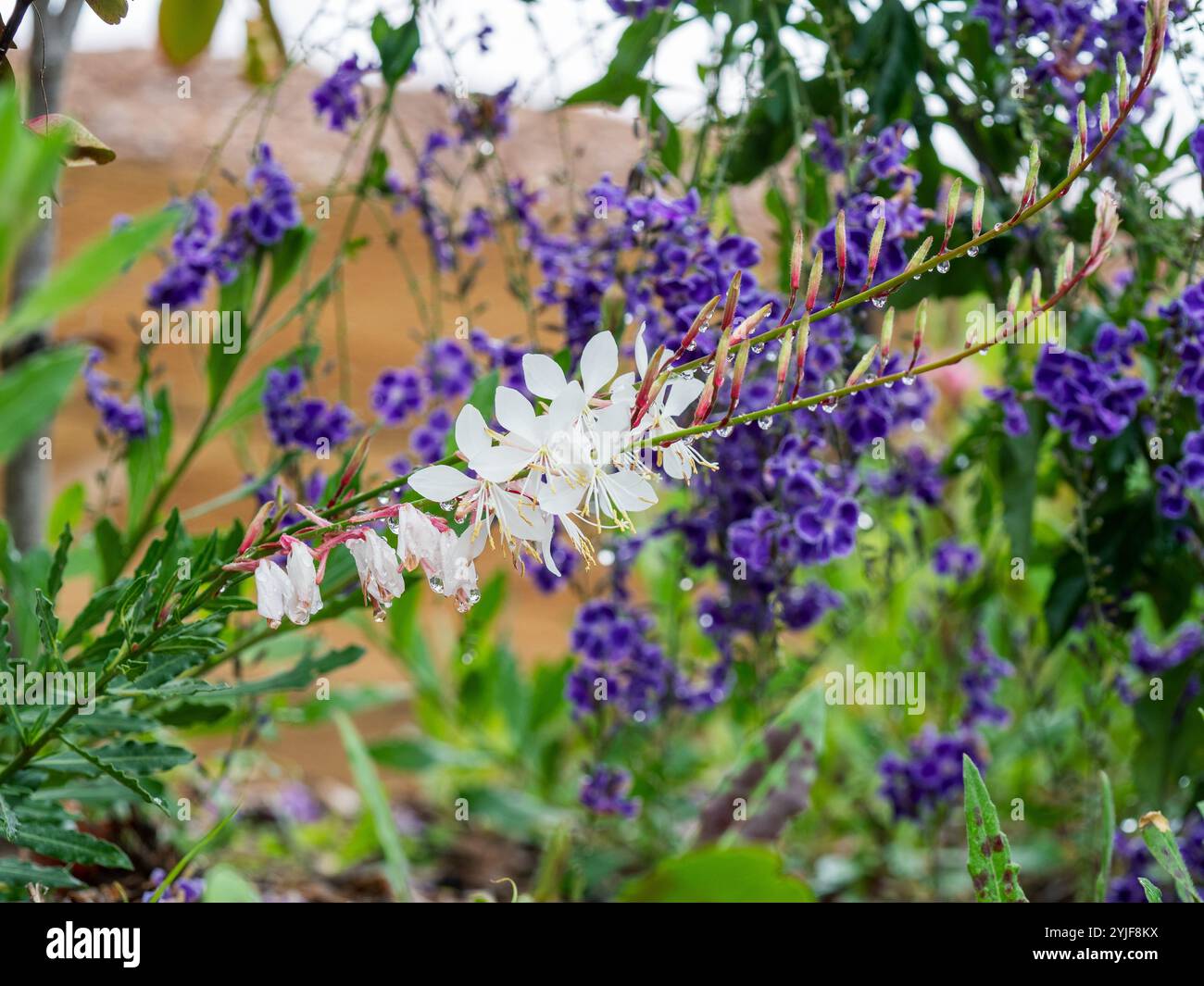 A stem of Gaura Whirling Butterfly Bush flowers, pale pink white blooms ...