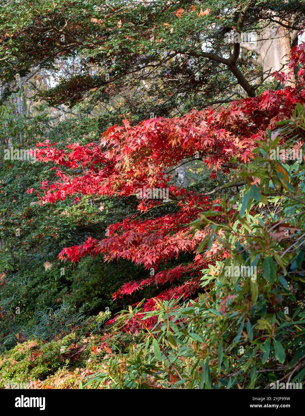 Stunning deep autumn colours on display at Wisley garden, Woking ...