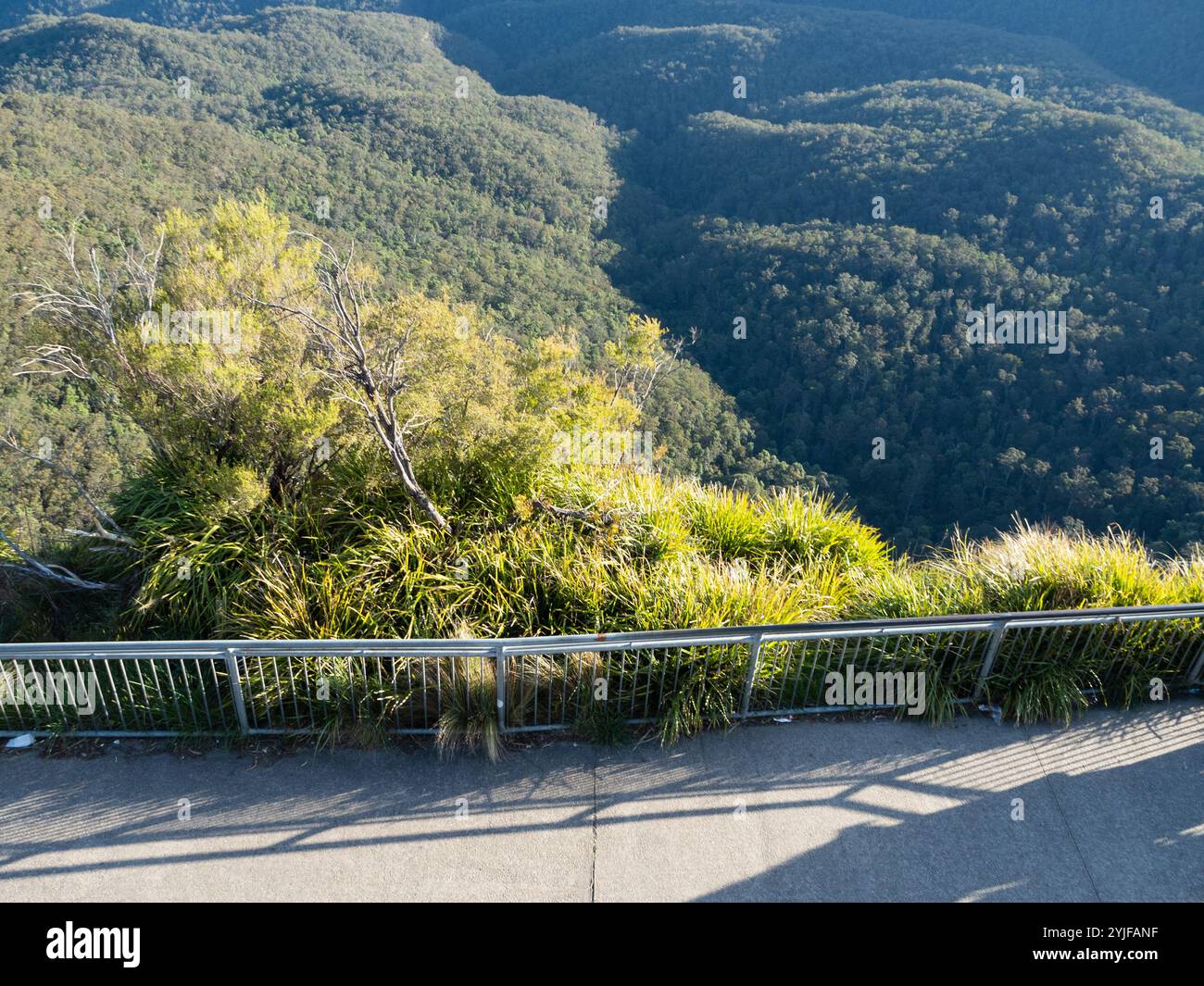 Looking out over a canopy of Eucalyptus Gum trees, Australian bush ...
