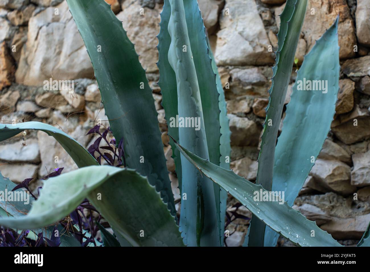 Close-up of green agave leaves against textured stone wall, showcasing ...