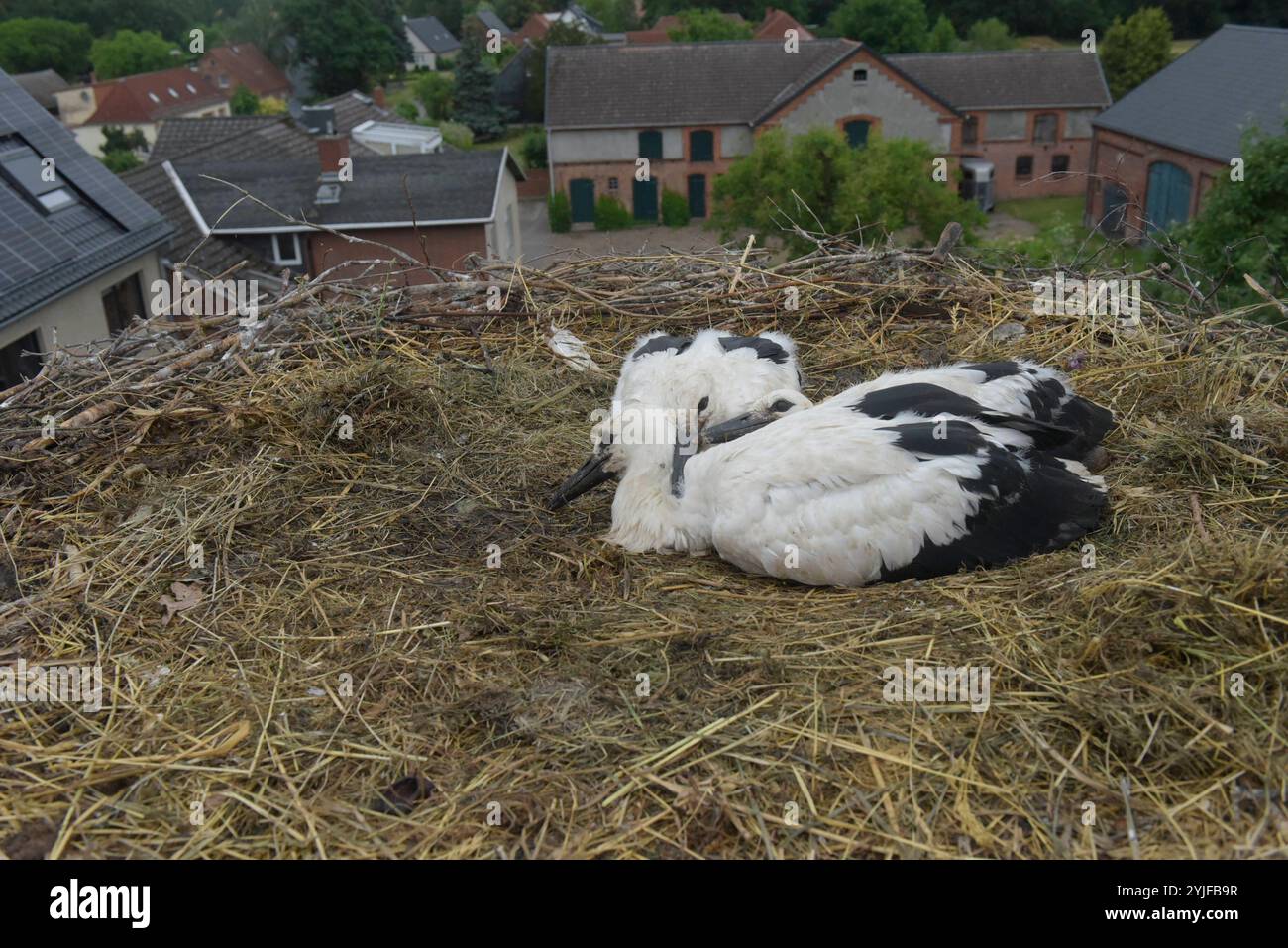 Drei Jungstorche liegen in ihrem Nest. *** Three young storks lie in ...