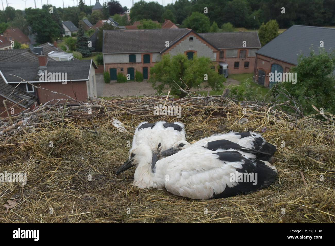 Drei Jungstorche liegen in ihrem Nest. *** Three young storks lie in ...
