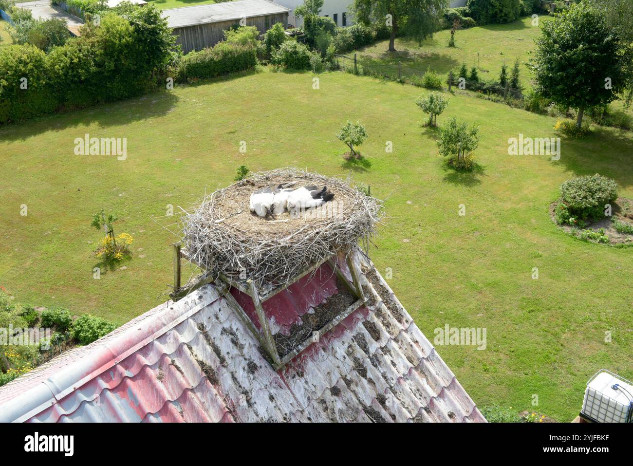 Auf einer Scheune sind drei Jungstorche in ihrem Nest. *** Three young ...