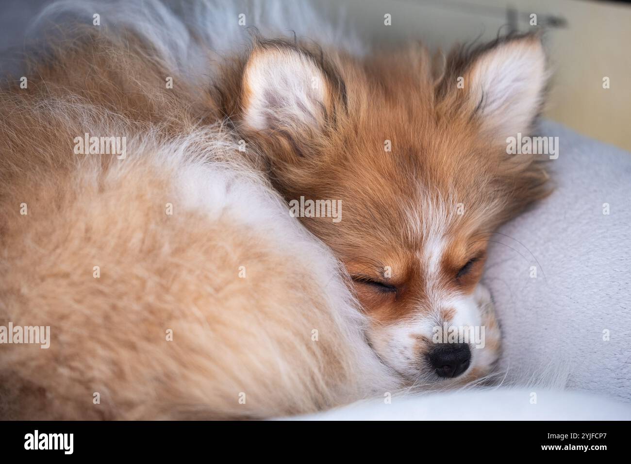 The adorable puppy is curled up in a comfortable position, resting its ...