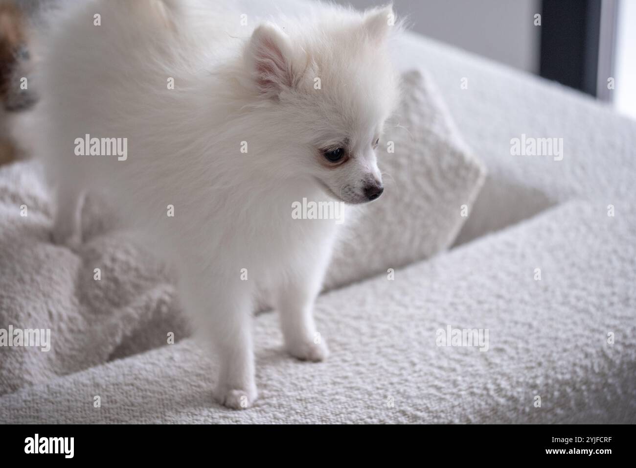 A small fluffy white puppy curiously looks around the cozy living room. Bright sunlight filters ...