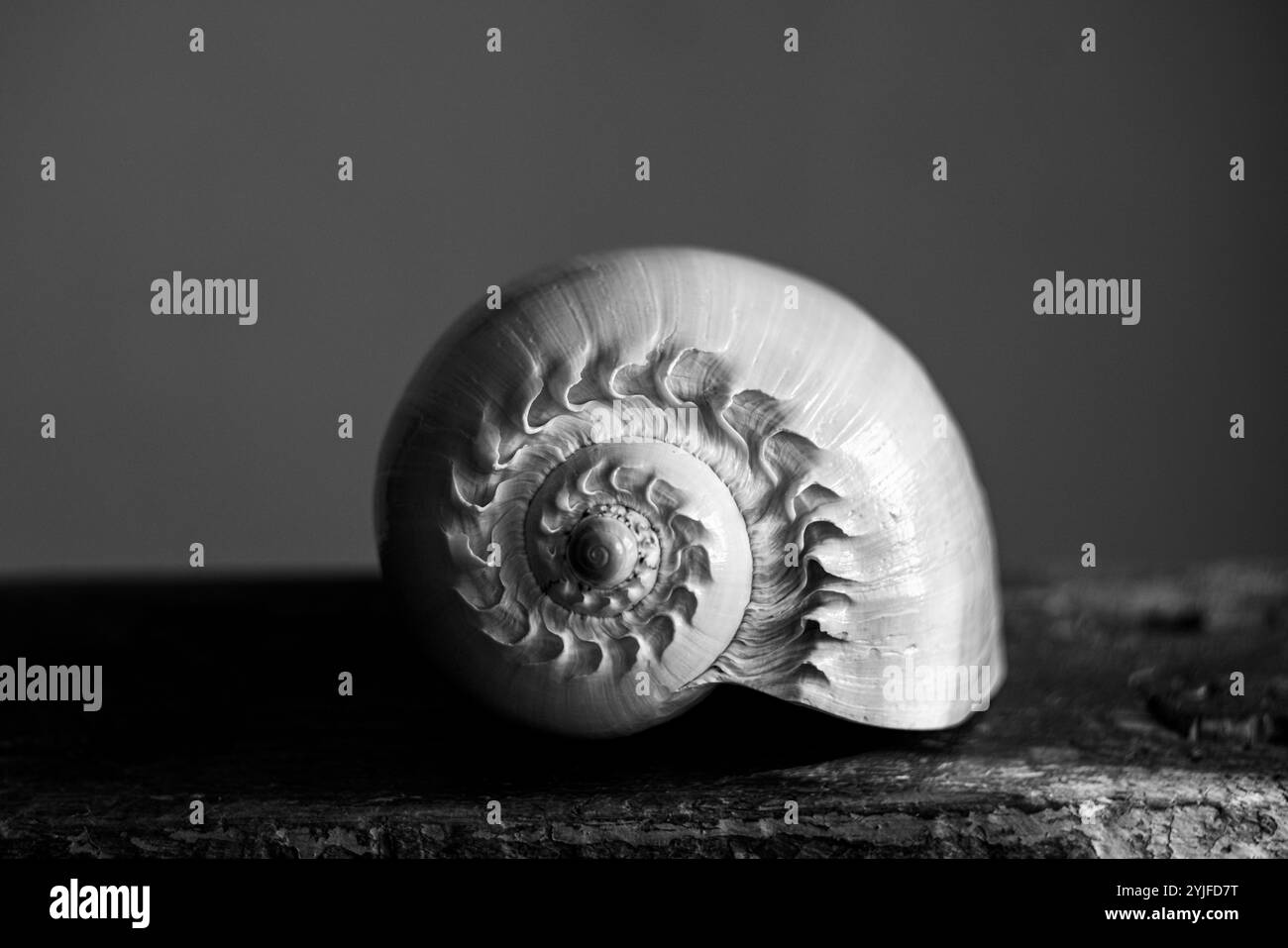 A black and white photograph of a chambered nautilus shell Nautilus ...