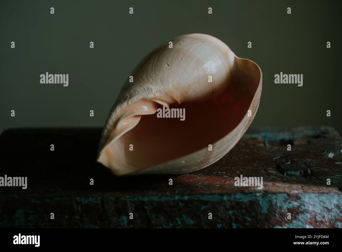 An image of a large empty ocean snail shell. Underwater animals ...