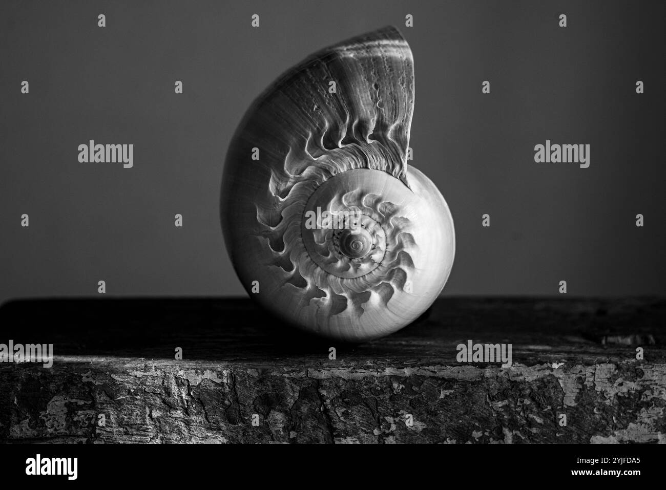 A black and white photograph of a chambered nautilus shell Nautilus ...