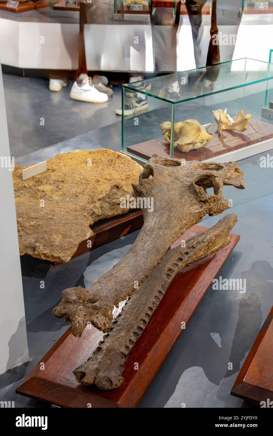 Bandung Indonesia 2nd Nov 2024: the fossil of Gavialis bengawanensis in ...