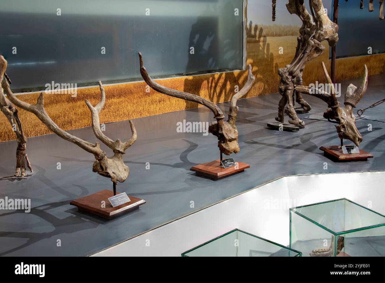 Bandung Indonesia 2nd Nov 2024: the fossil of Cervus axis javanicus and ...