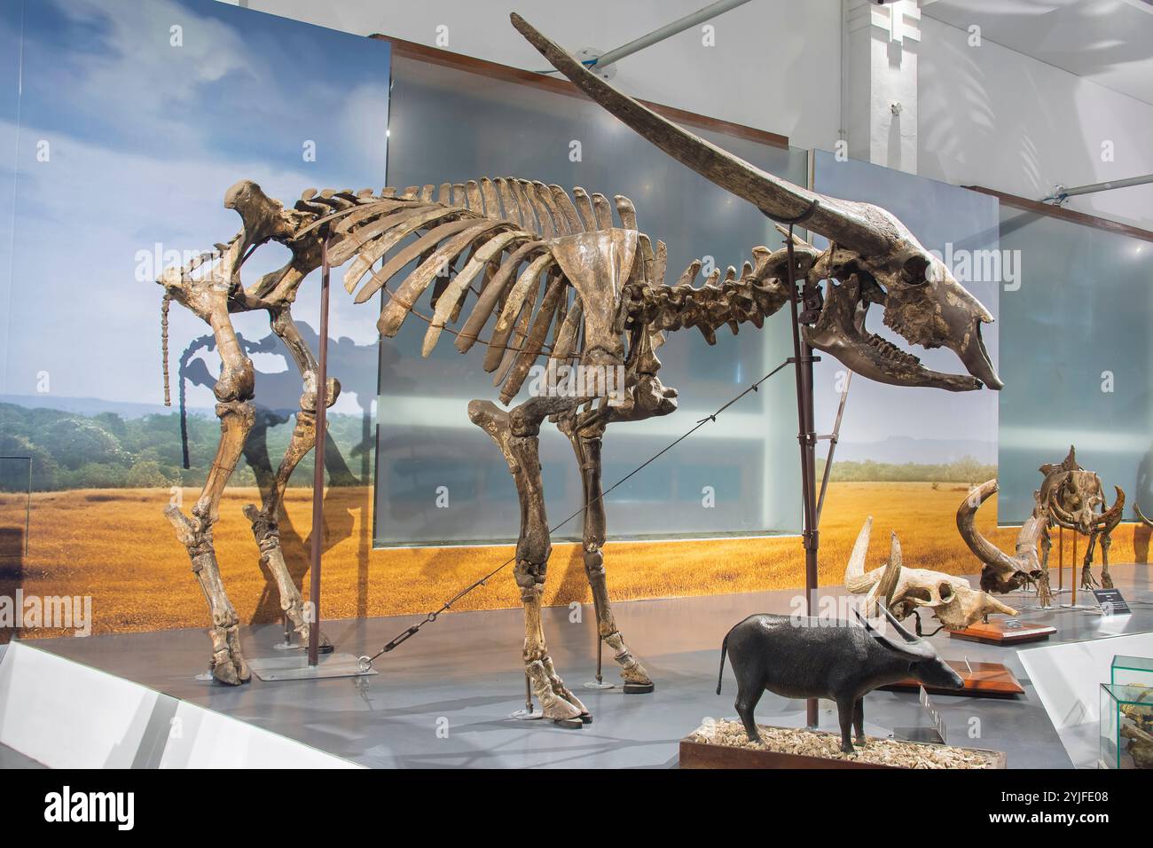 Bandung Indonesia 2nd Nov 2024: the fossil of long-horned Javan water ...