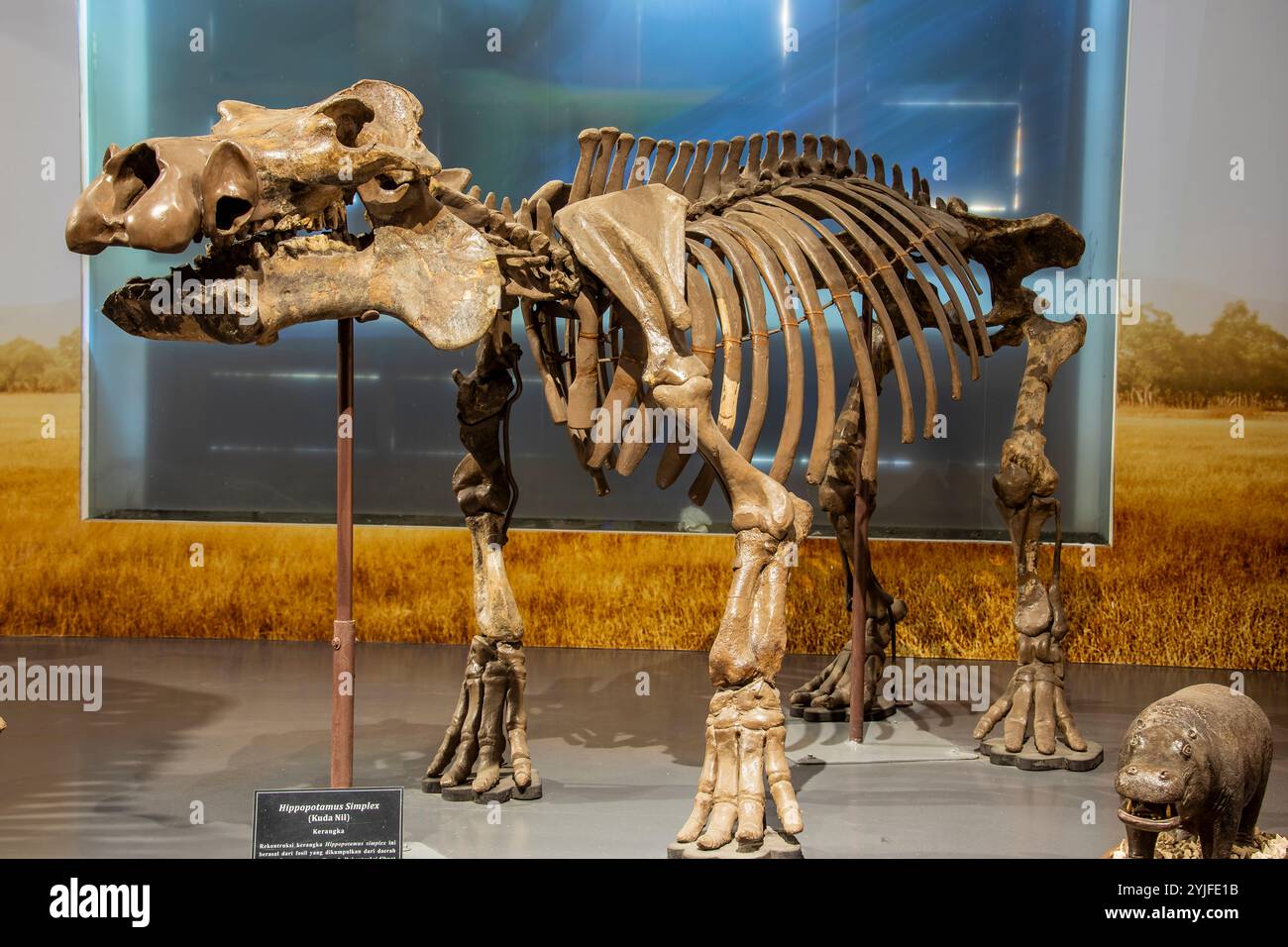 Bandung Indonesia 2nd Nov 2024: the fossil of Hippopotamus simplex in ...