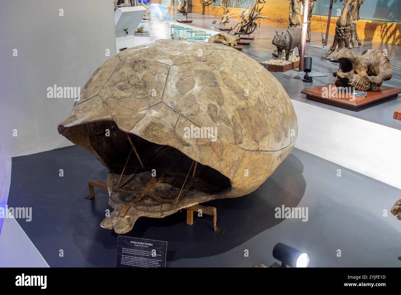 Bandung Indonesia 2nd Nov 2024: the fossil of Megalochelys atlas in ...