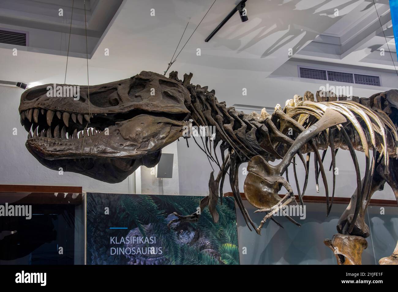 Bandung Indonesia 2nd Nov 2024: the replica Tyrannosaurus rex fossil in ...