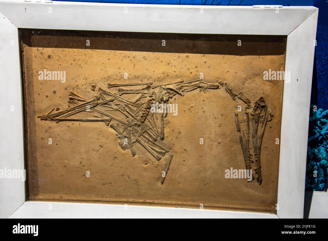 Bandung Indonesia 2nd Nov 2024: the fossil of Pterodactylus in Museum ...