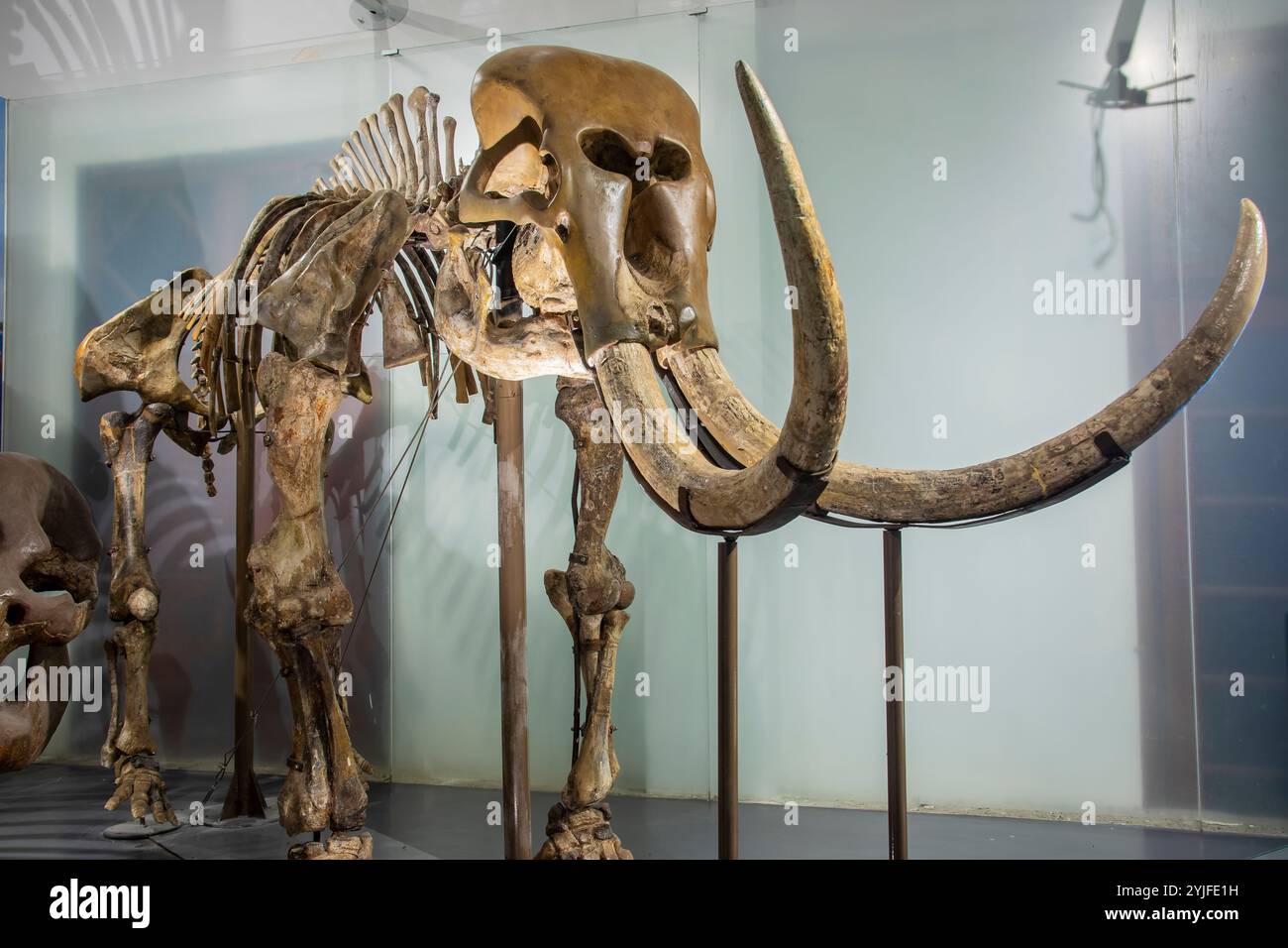 Bandung Indonesia 2nd Nov 2024: the fossil of stegodon florensis in ...