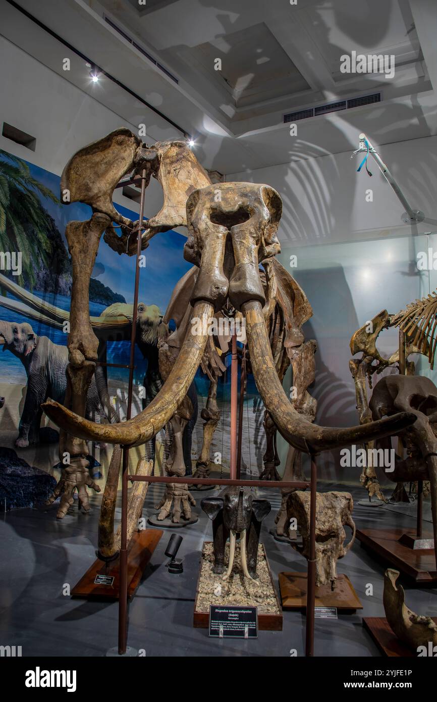 Bandung Indonesia 2nd Nov 2024: the fossil of Stegodon trigonocephalus ...