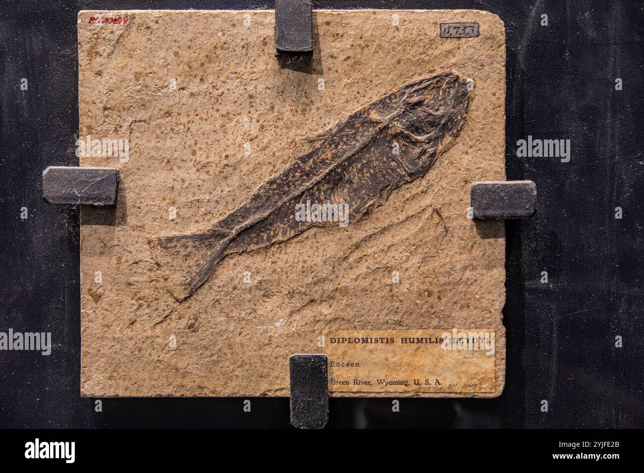 Bandung Indonesia 2nd Nov 2024: the fossil of Diplomystus humilis in ...