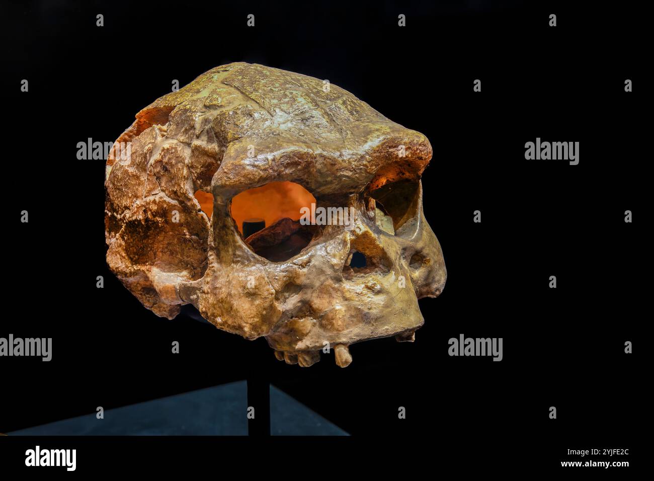 Homo erectus sangiran hi-res stock photography and images - Alamy