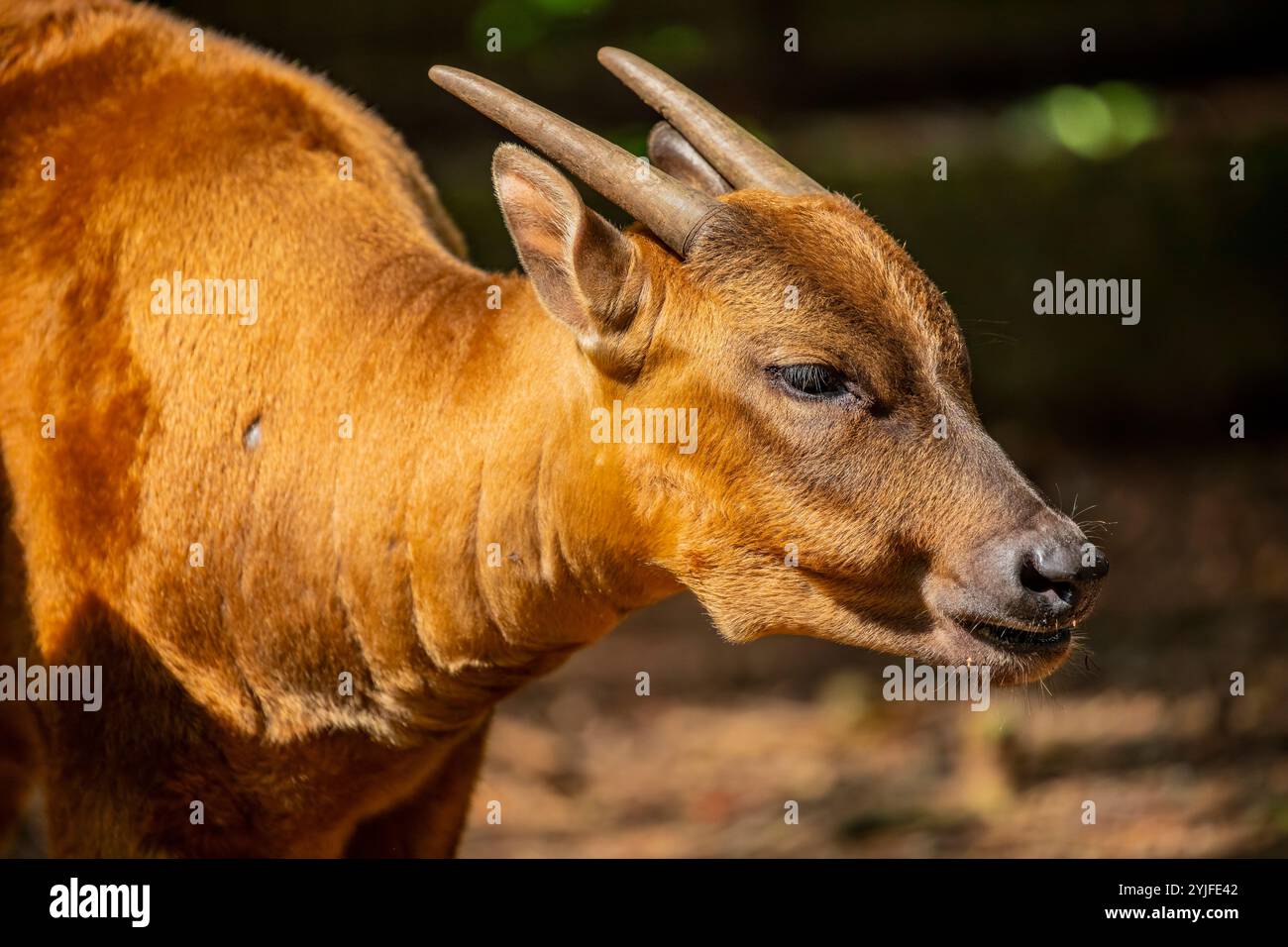 The Mountain Anoa (Bubalus quarlesi) is a small, rare buffalo species ...