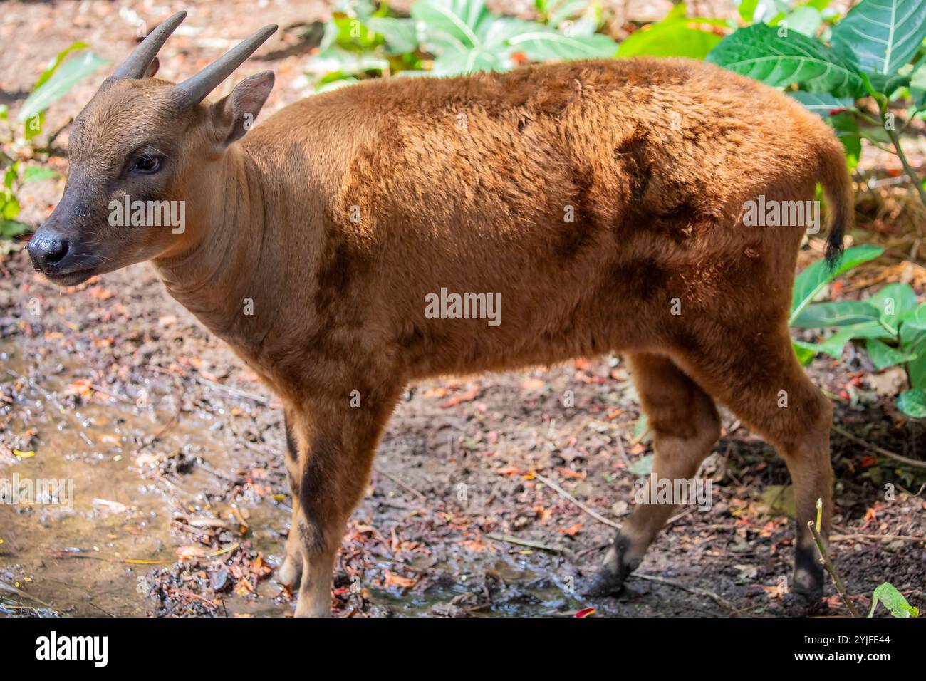 The Mountain Anoa (Bubalus quarlesi) is a small, rare buffalo species ...