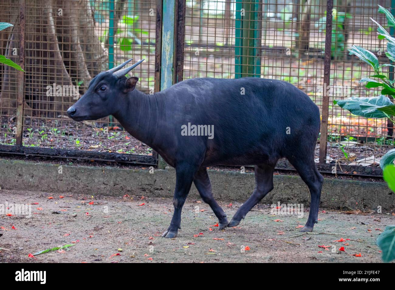 Anoa sulawesi hi-res stock photography and images - Alamy